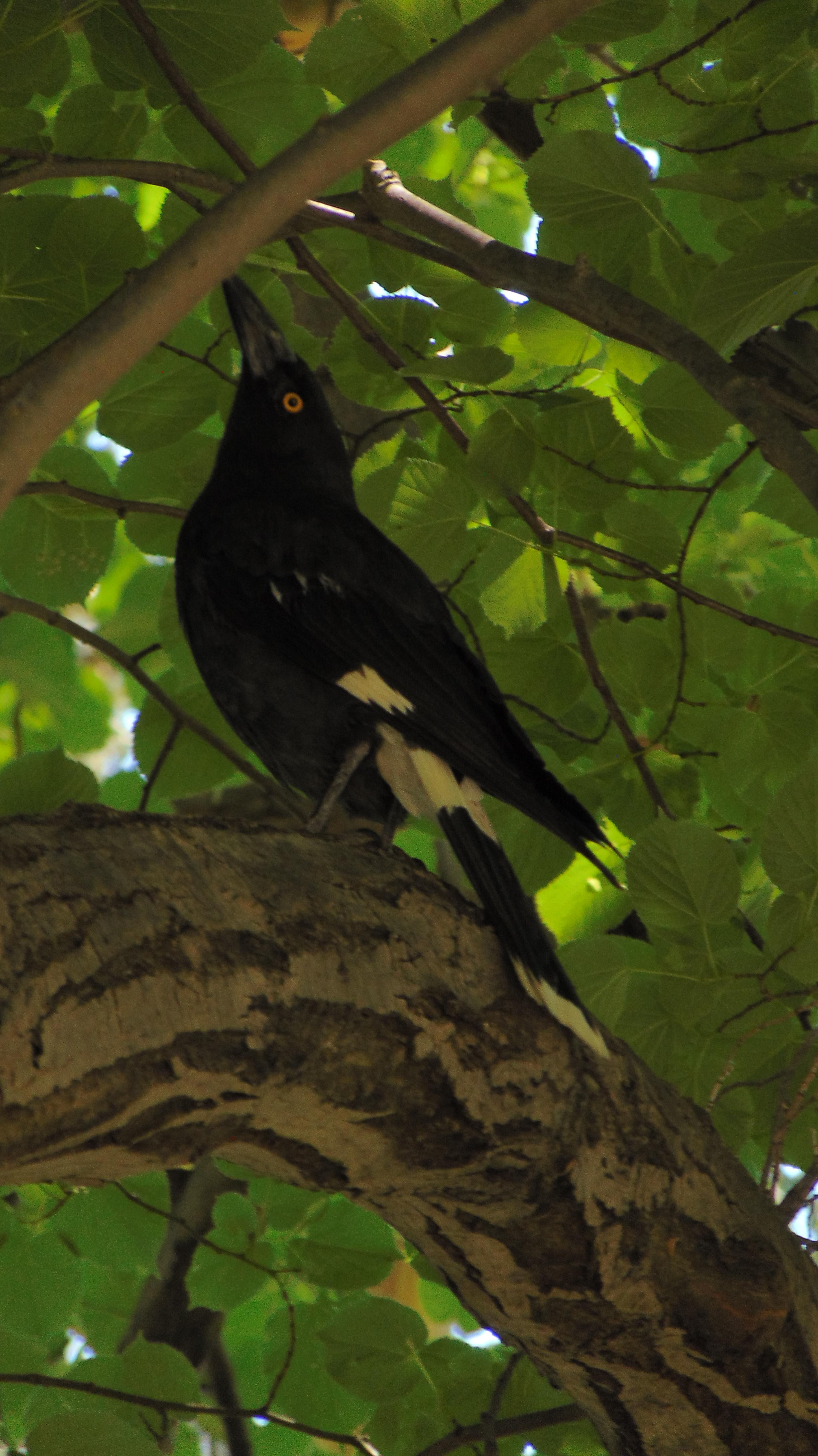 A sassy Currawong (OC) | Scrolller