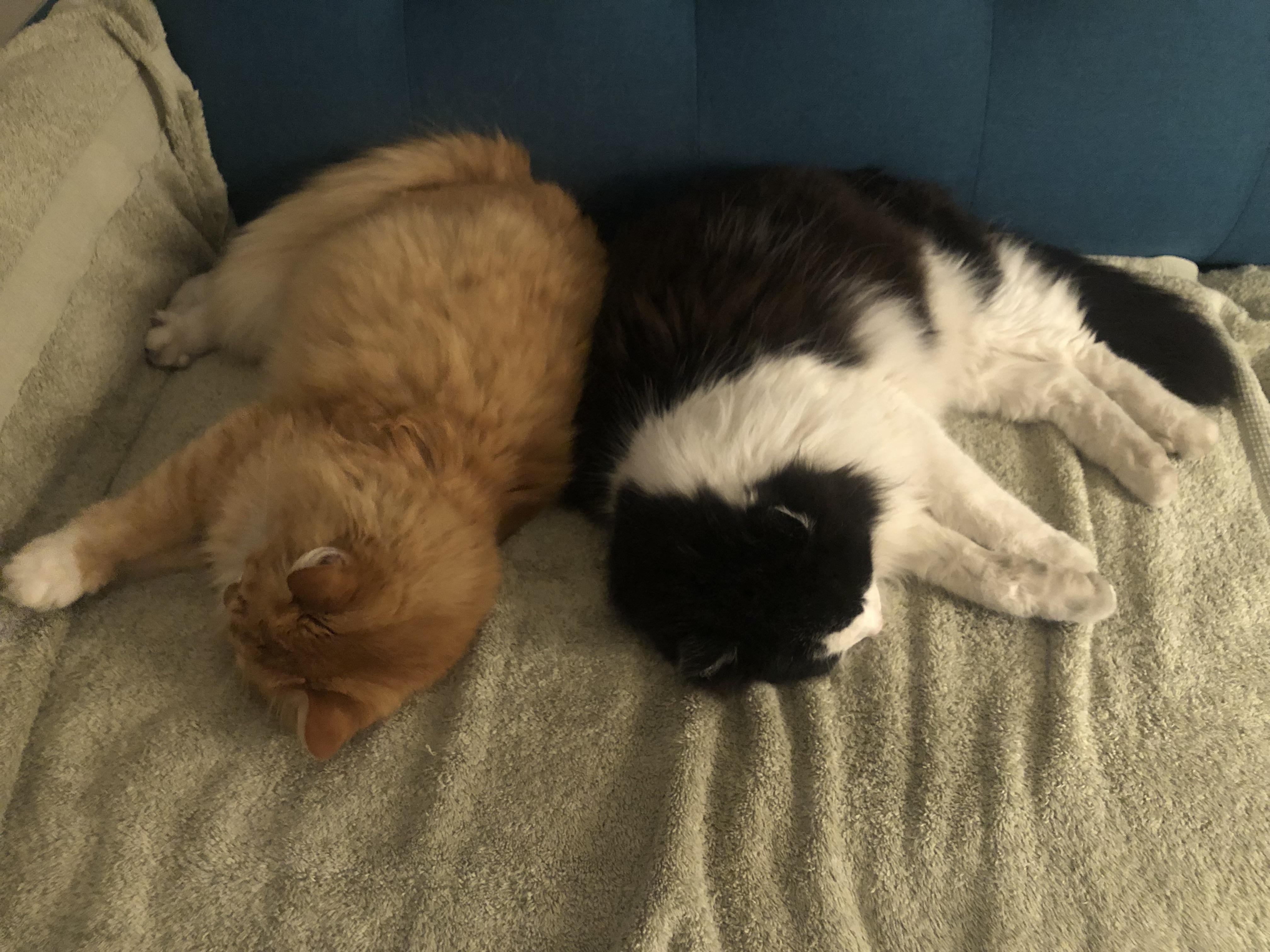 Sometimes they get along. | Scrolller