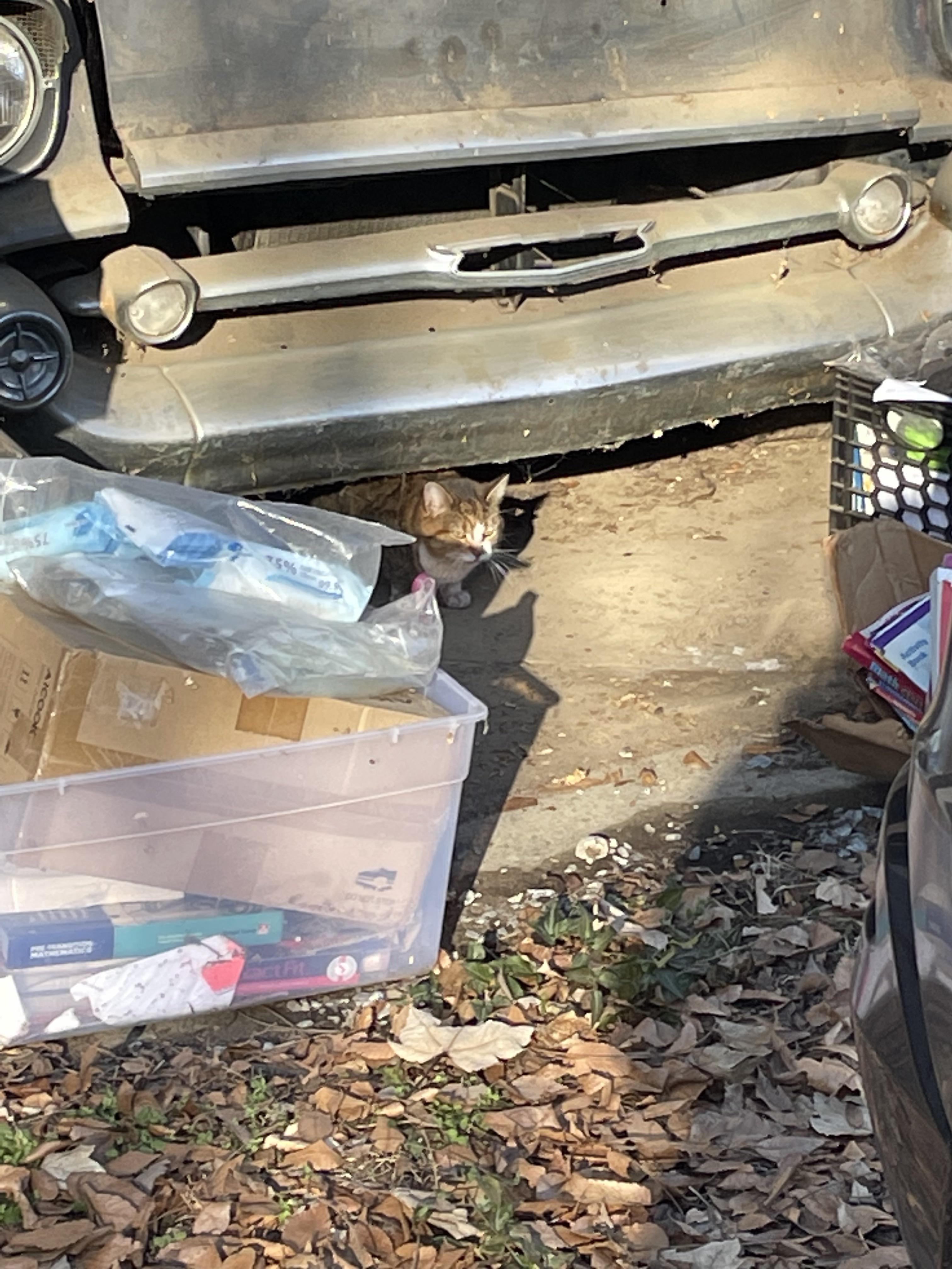 Stray cat in garage? Help. | Scrolller