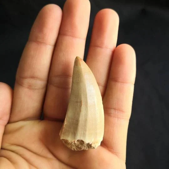 Mosasaurus beaugei tooth | Scrolller