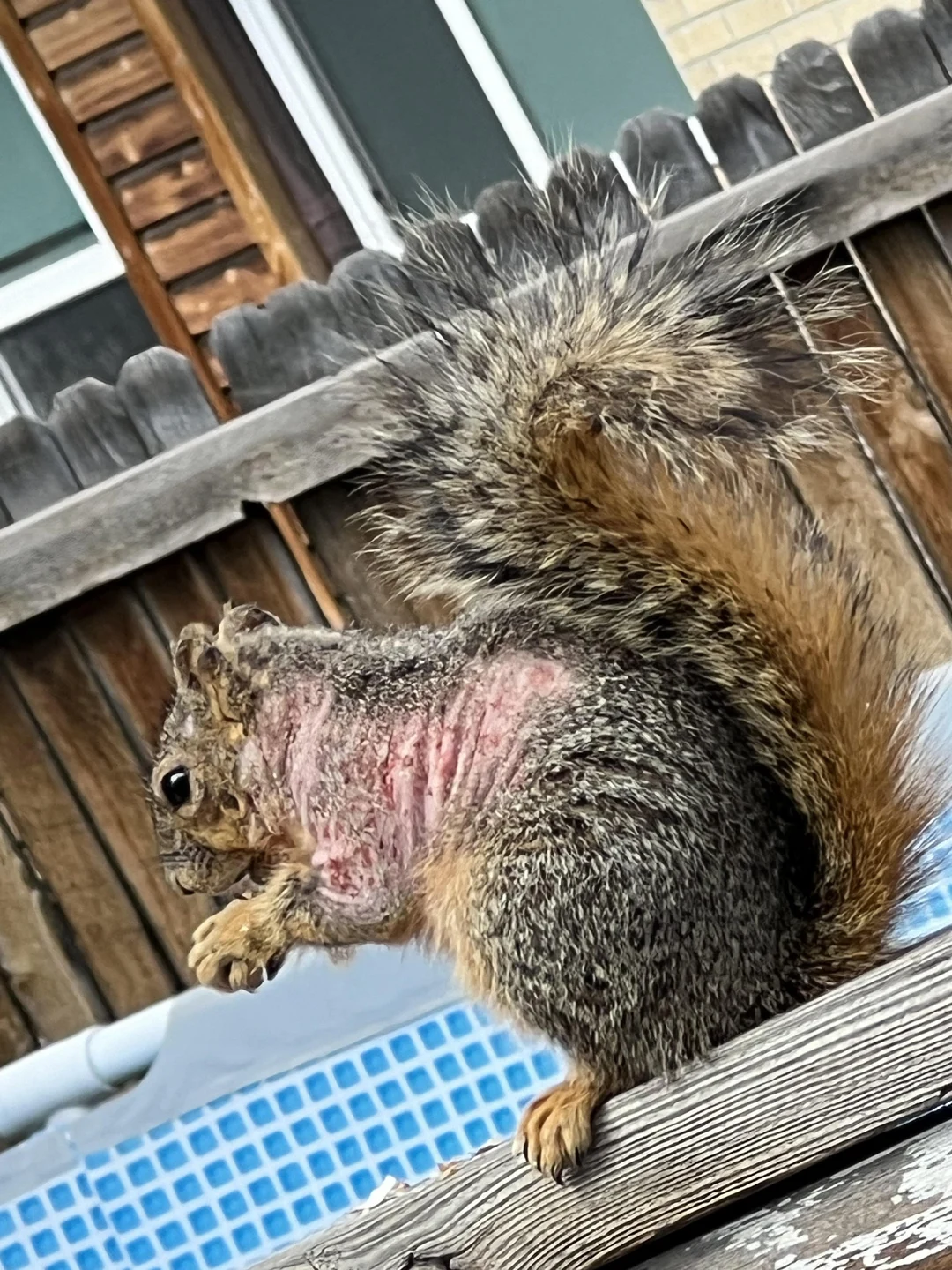 What is wrong with this squirrel? | Scrolller