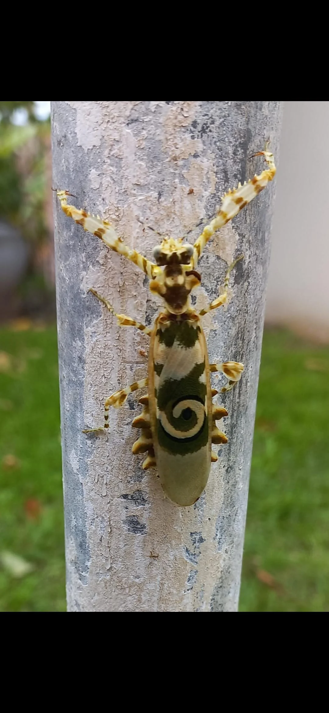 What is this insect called? | Scrolller