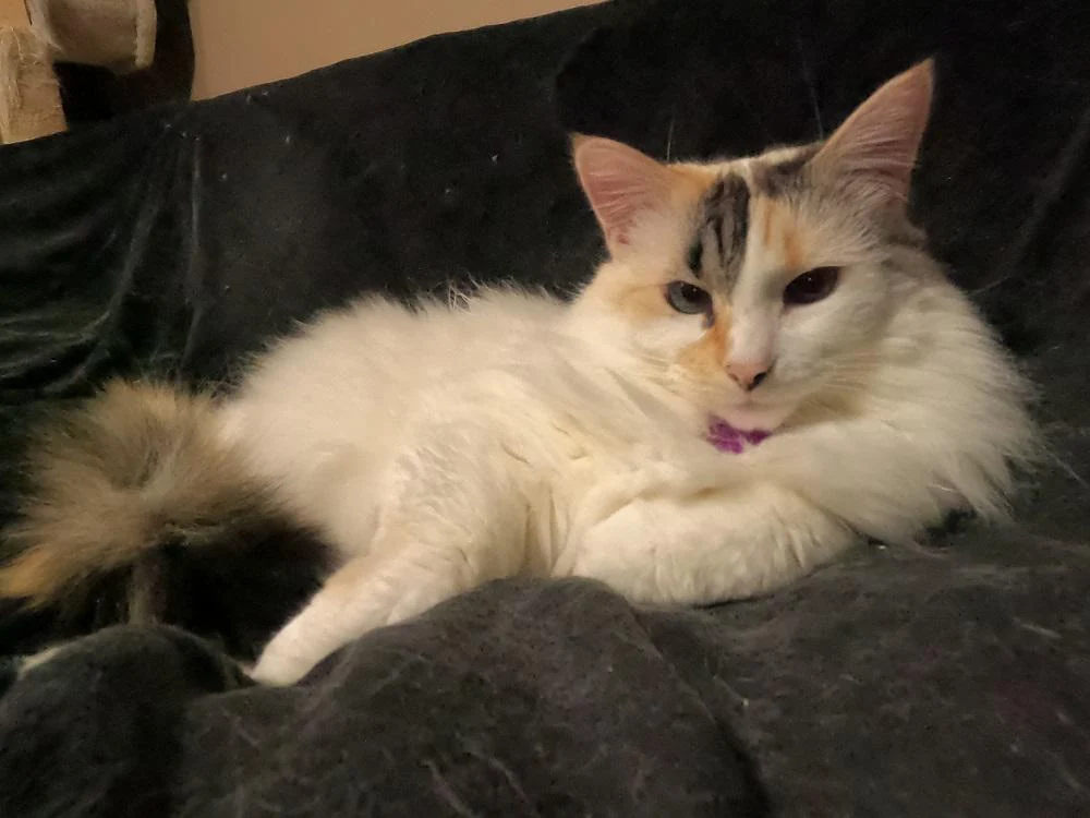 Just being her floofy self. | Scrolller