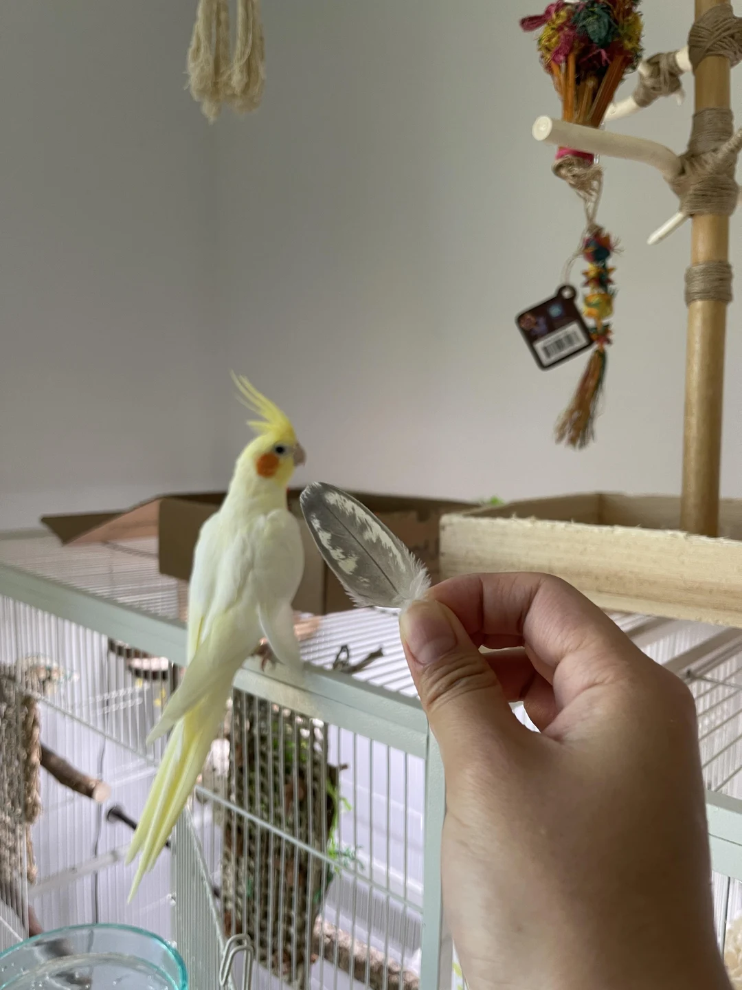 Eggie finally shed his one pearl feather!! | Scrolller