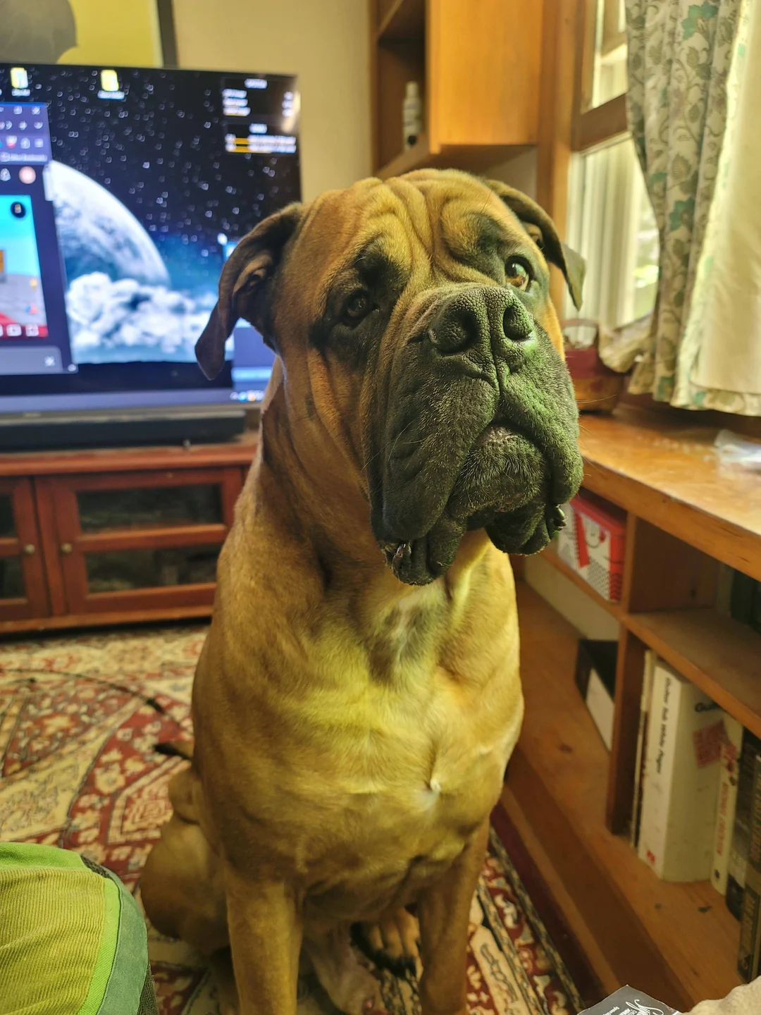 My big ol teddy bear. | Scrolller