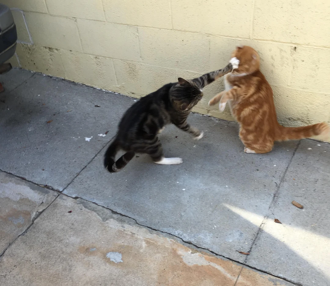 Perfectly timed cat slap | Scrolller