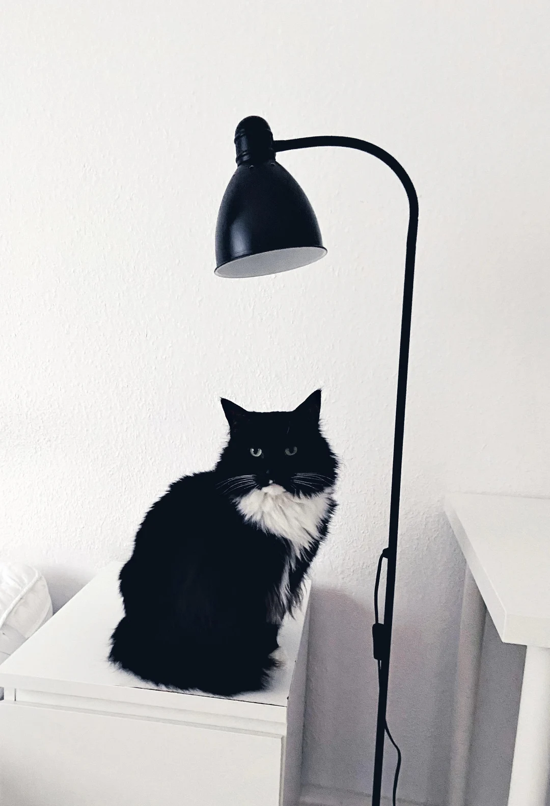 Discover more like Mainecoons: Blending in and Related Content | Scrolller