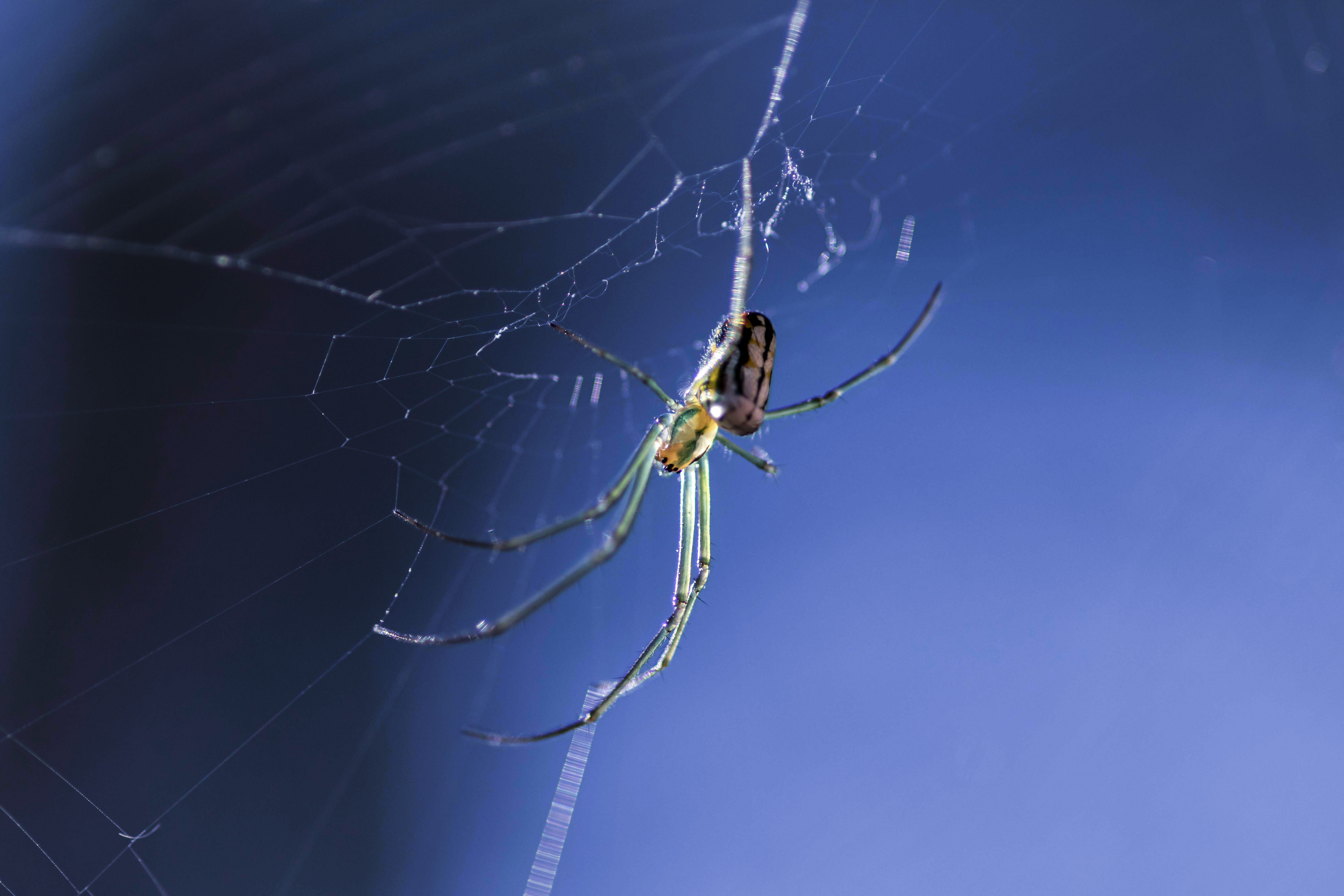 A spider and their web [OC] | Scrolller