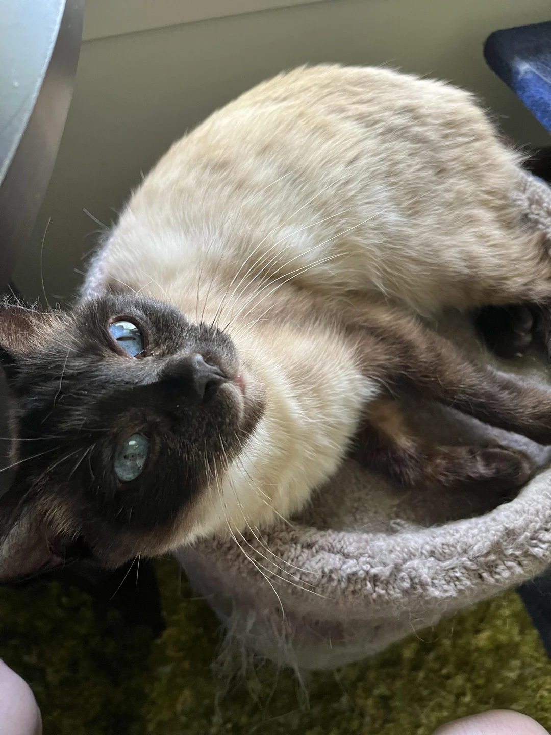 Cat tower trap: success. | Scrolller