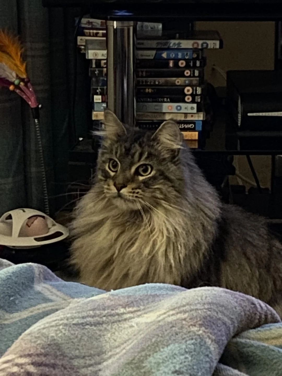 Majestic | Scrolller