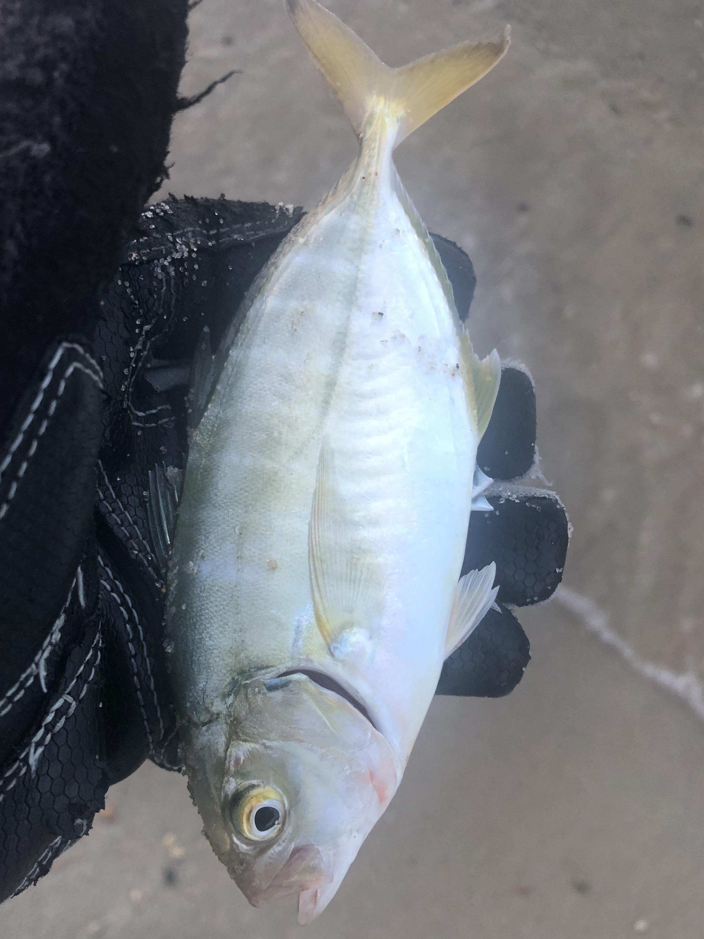 Plz help ID species | Scrolller