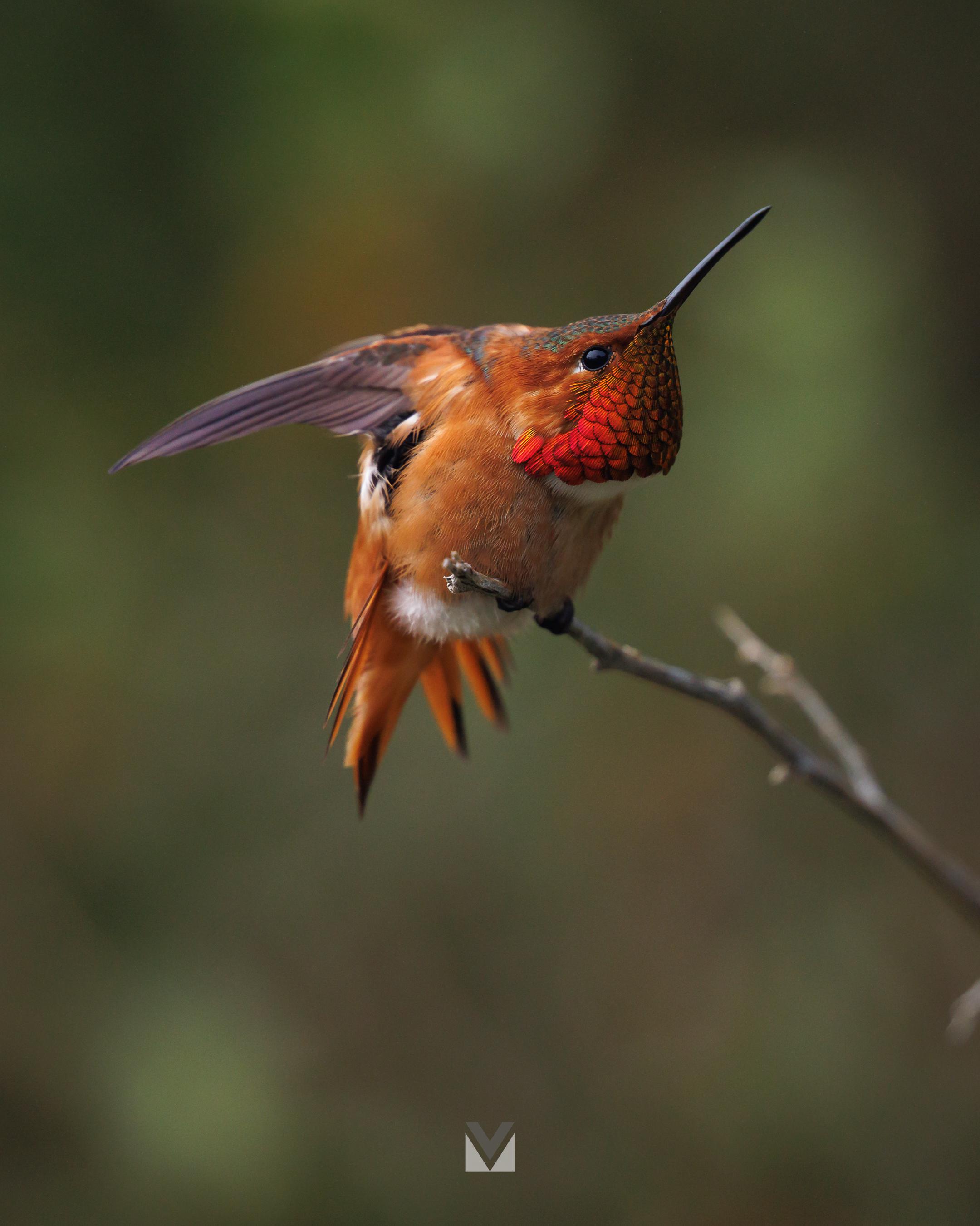 Allen's Hummingbird | Scrolller