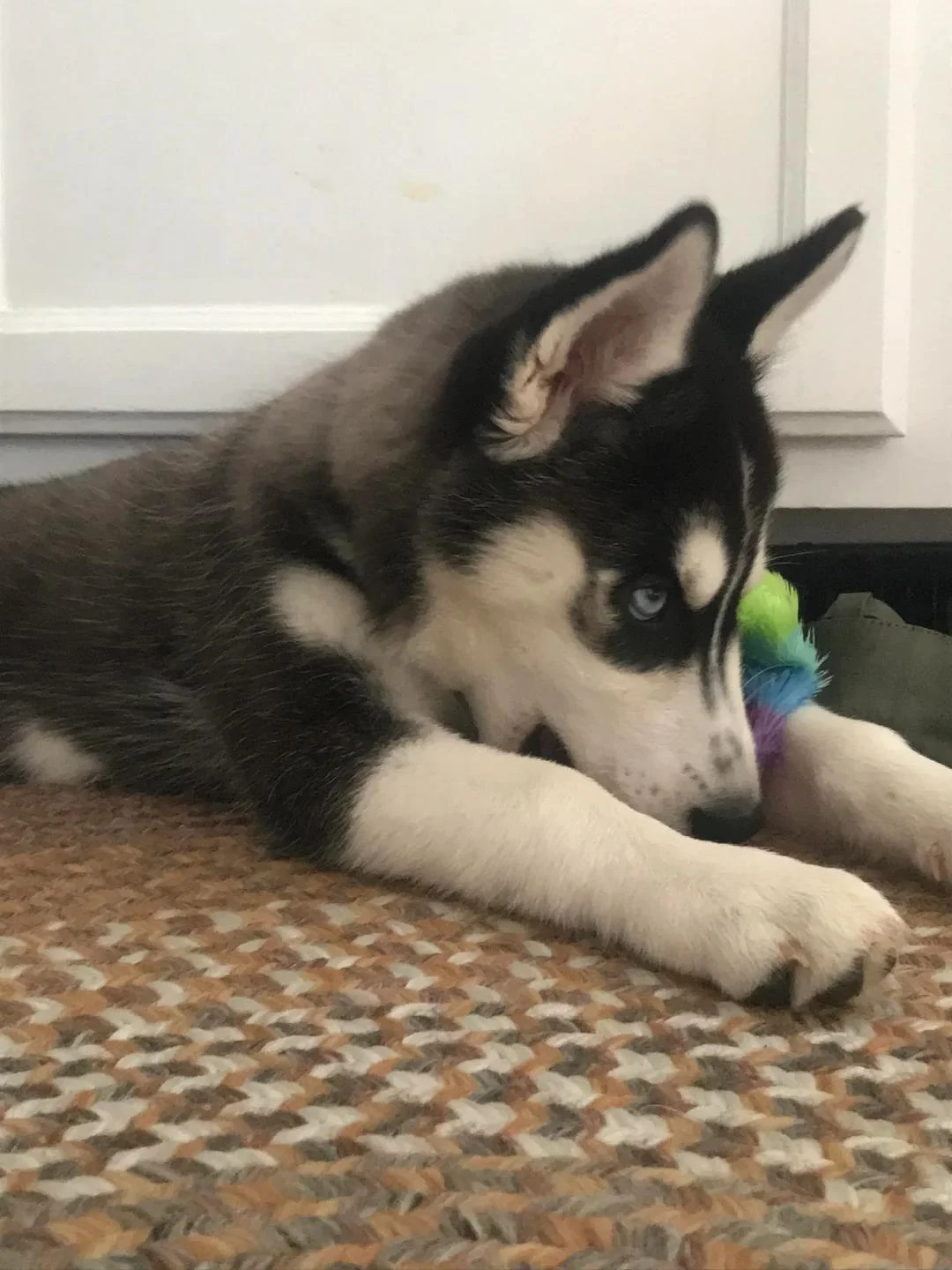 Small dog big ears | Scrolller