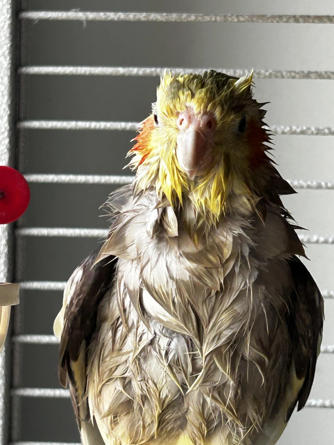 Soggy birb Sunday | Scrolller