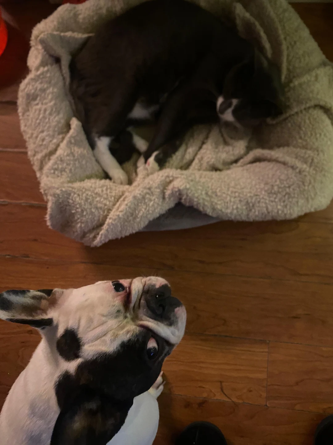 Chibs loses his bed to Franz yet again. | Scrolller