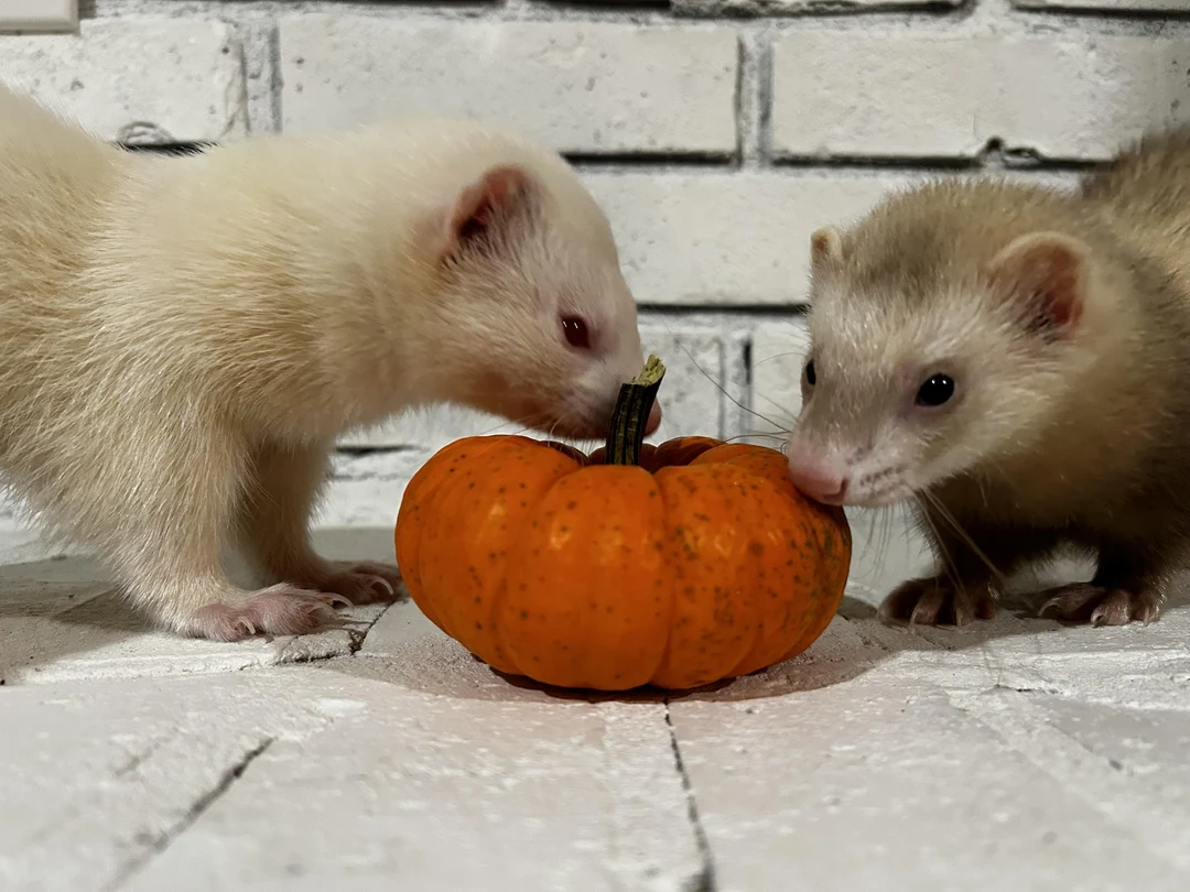 Marshmallow and Toffee say Happy Fall! | Scrolller