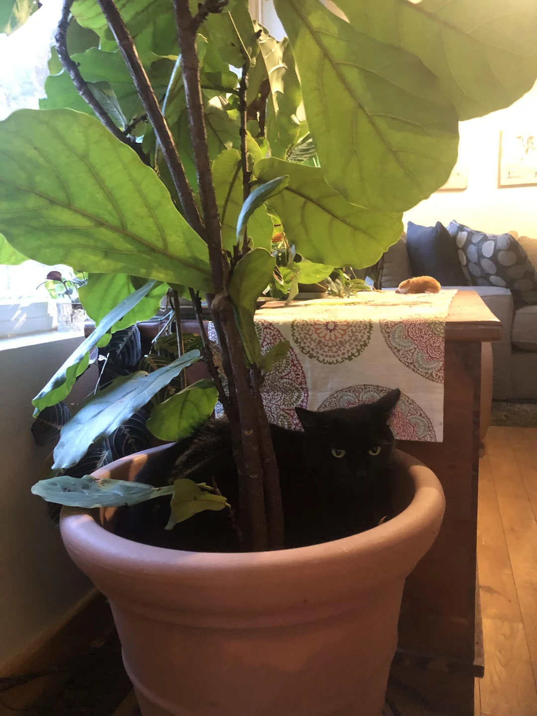 I’m in the fiddle leaf fig again! | Scrolller