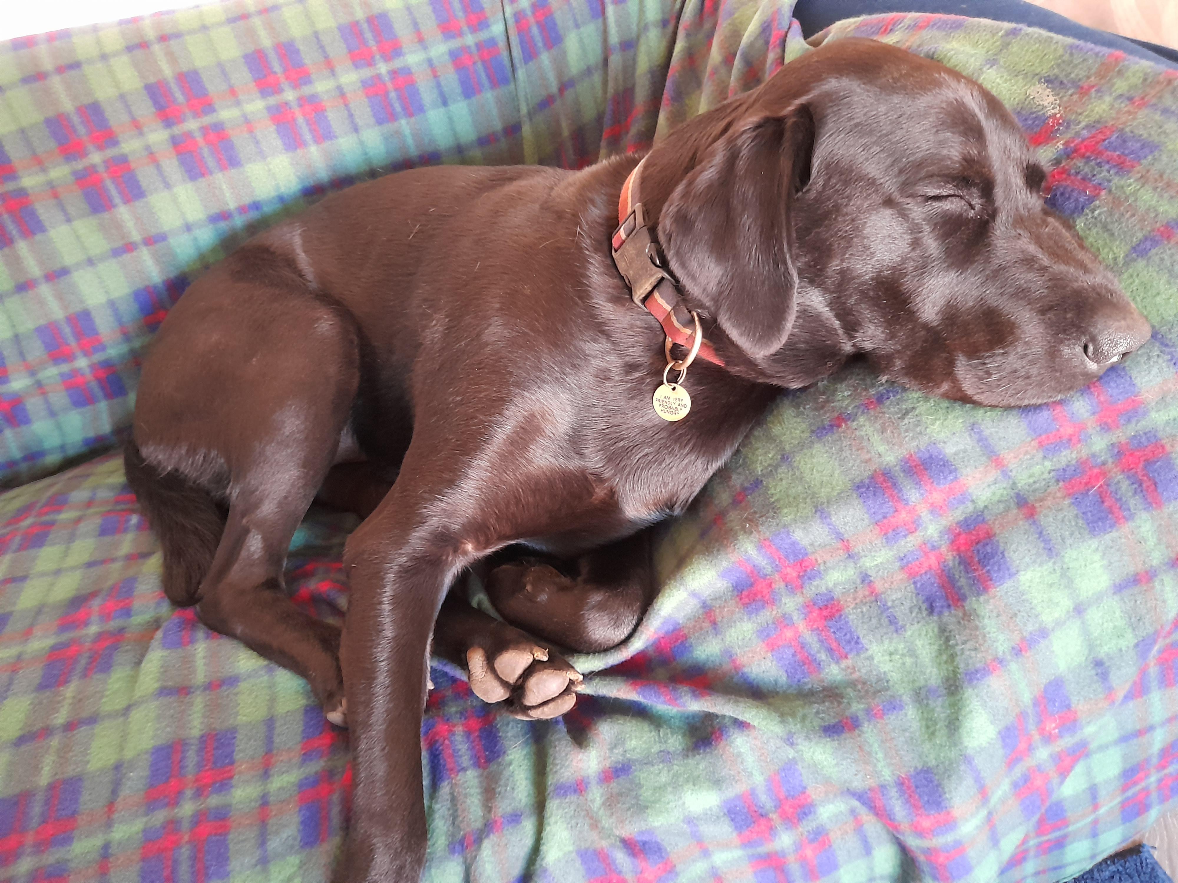 My gorgeous labrador Trenchard | Scrolller