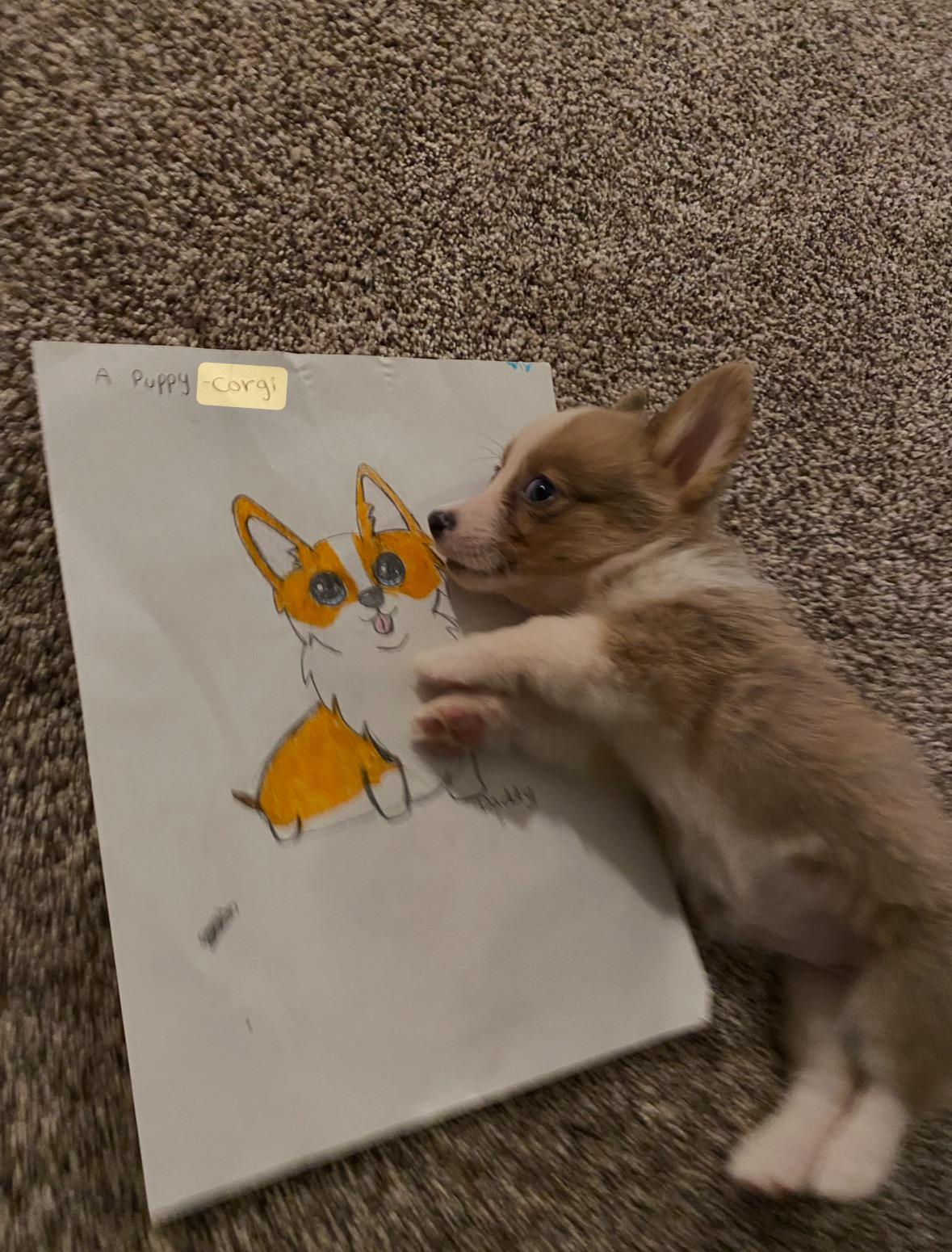 Corgi drawing | Scrolller