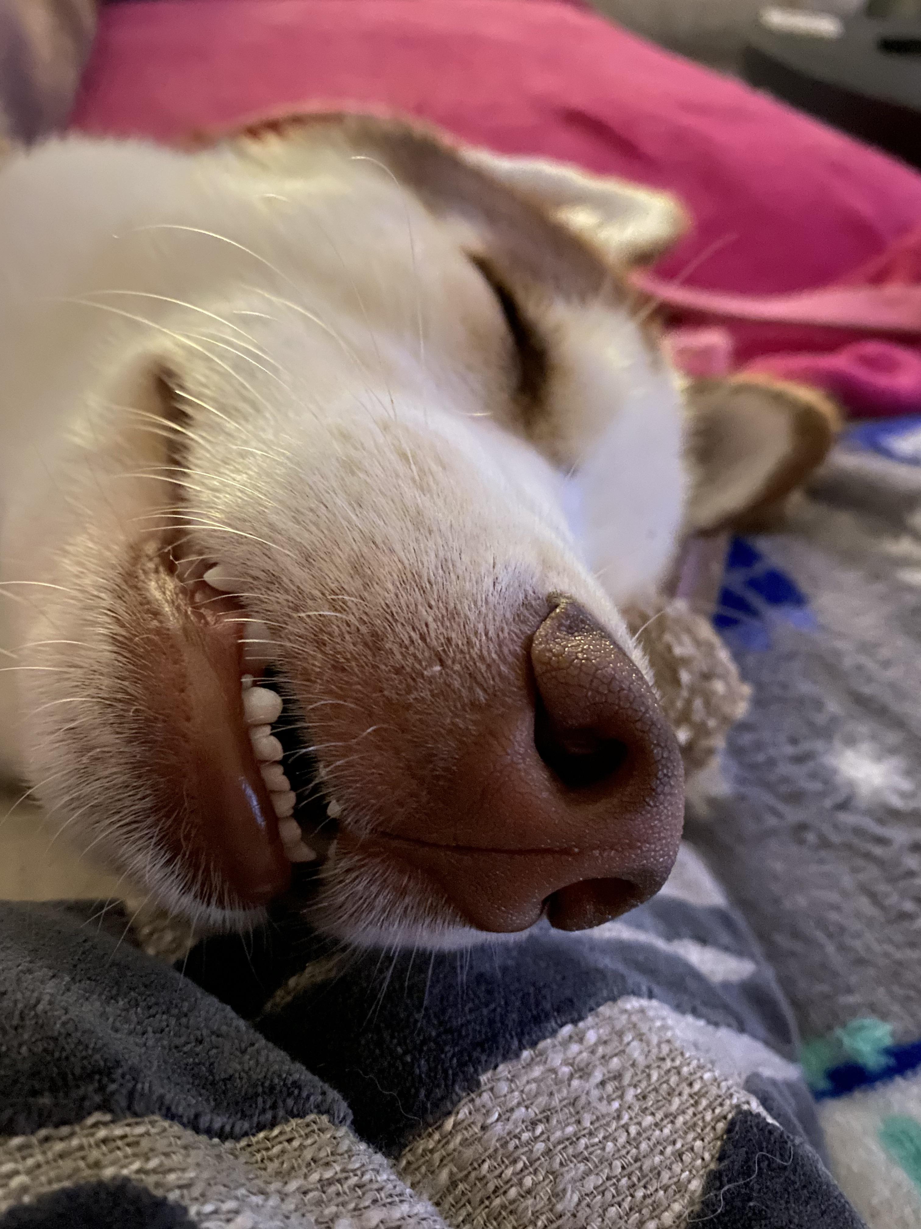 (OC) Vicious Husky | Scrolller