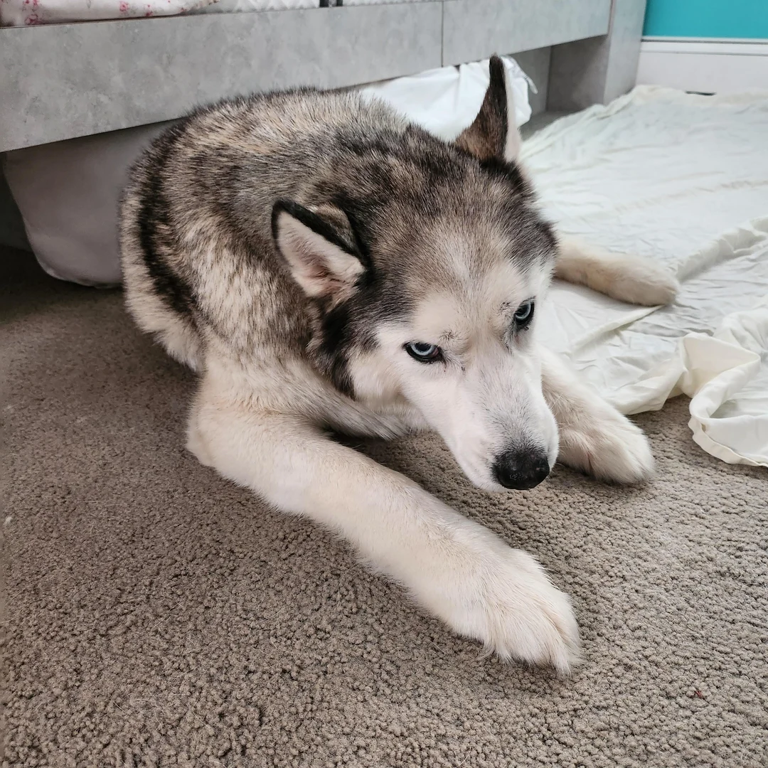 Pupper is Getting Surgery | Scrolller