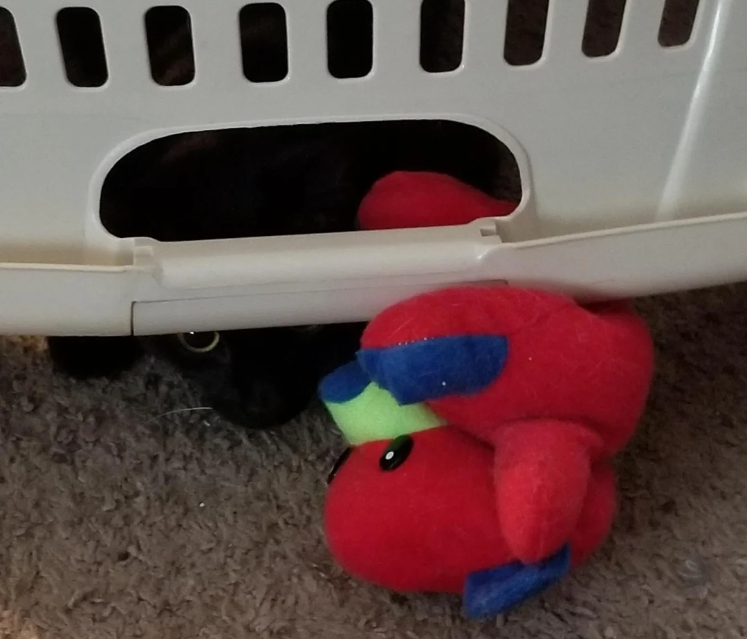 My Accomplice Mr. Bear Traps a Small Void | Scrolller