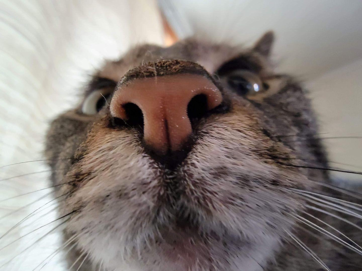 Big Snoot | Scrolller