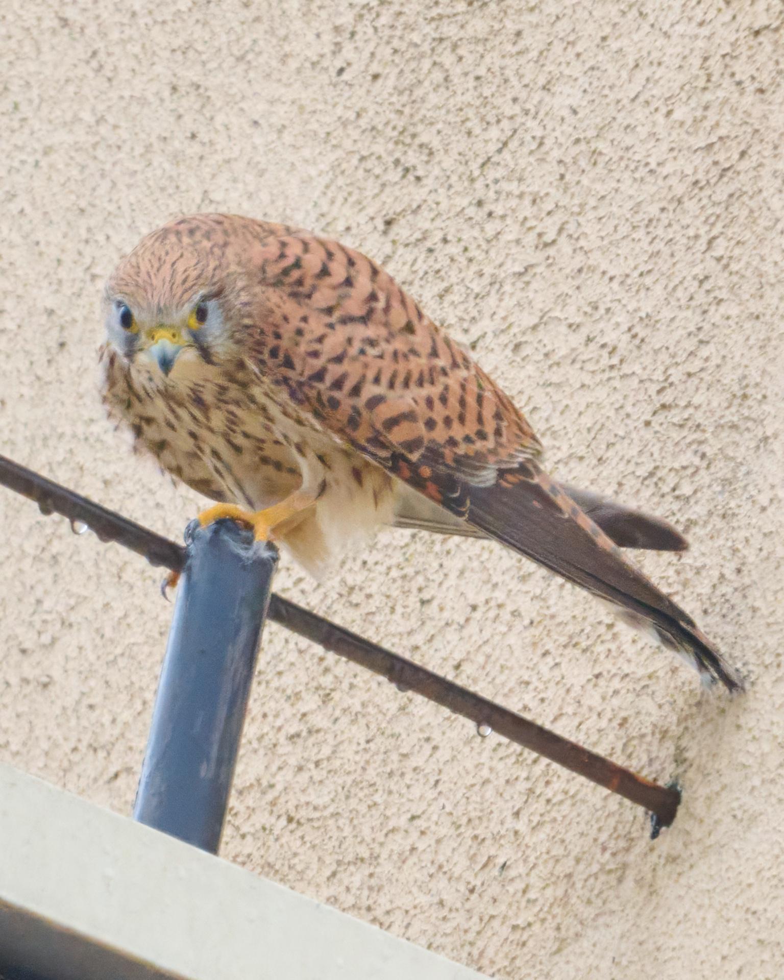 Focused attention and warning | Scrolller