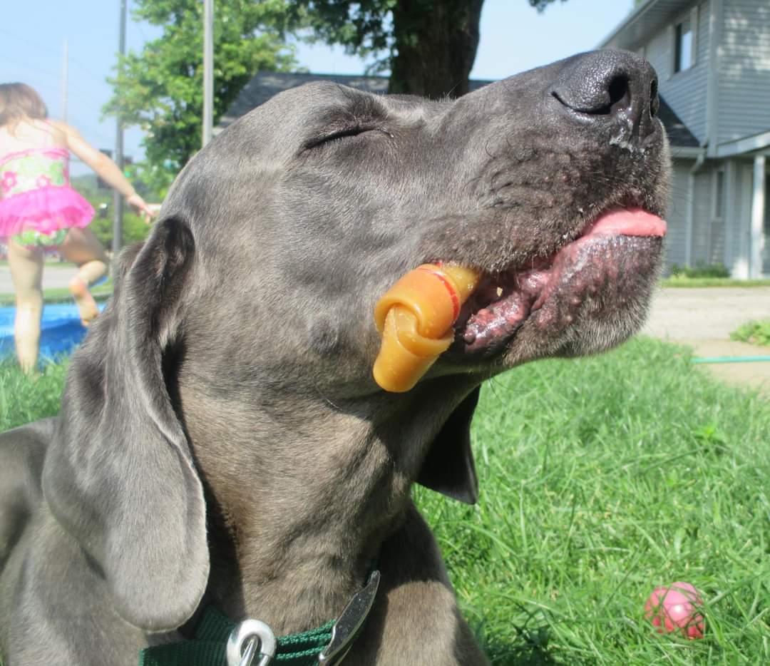 Discover more like AnimalsBeingDerps: Sooooo good and Related Content | Scrolller