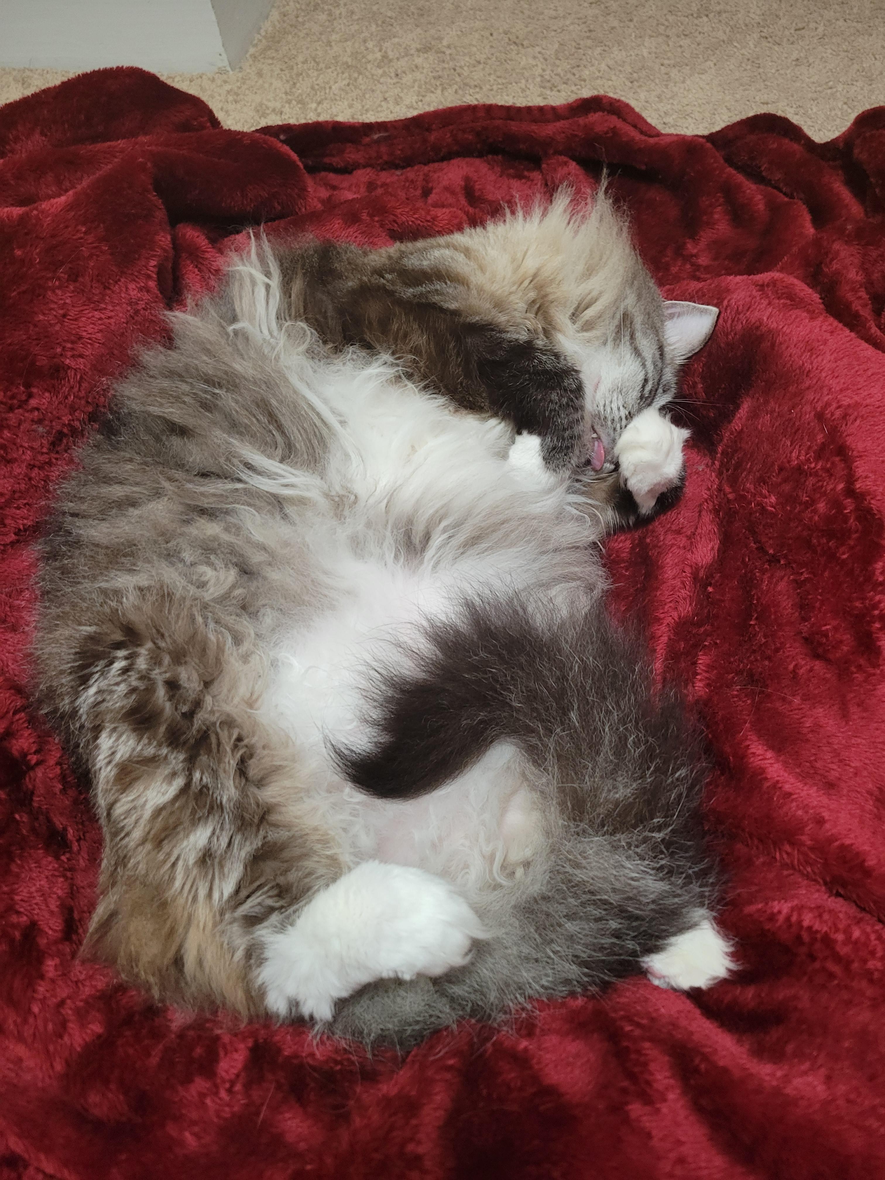 Goofball blep | Scrolller