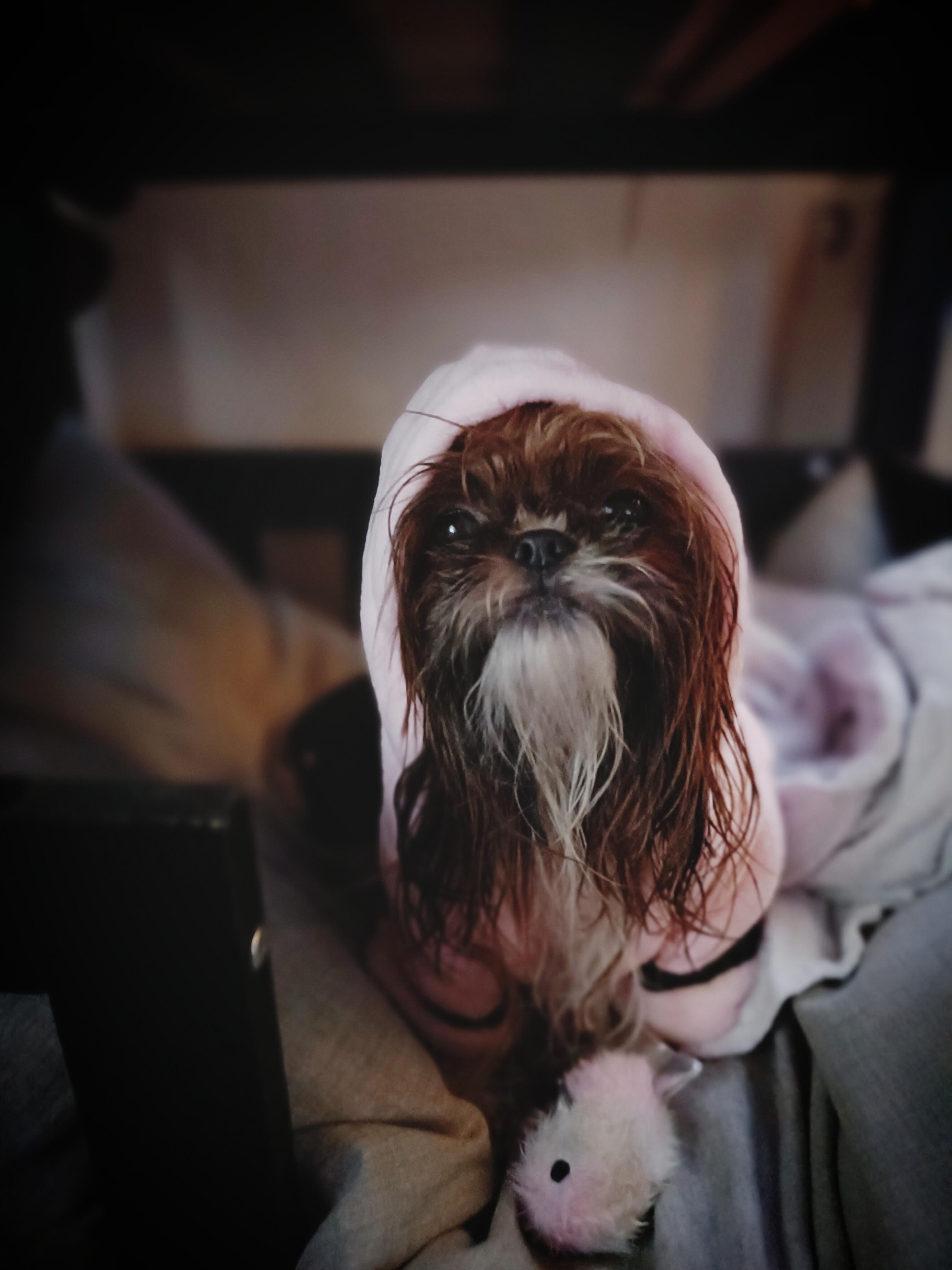 Post bath and zoomies | Scrolller