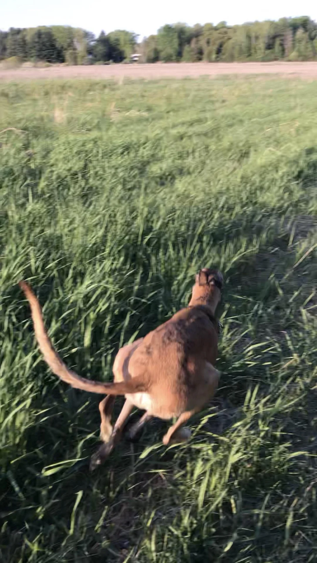 Kangaroo Jack | Scrolller