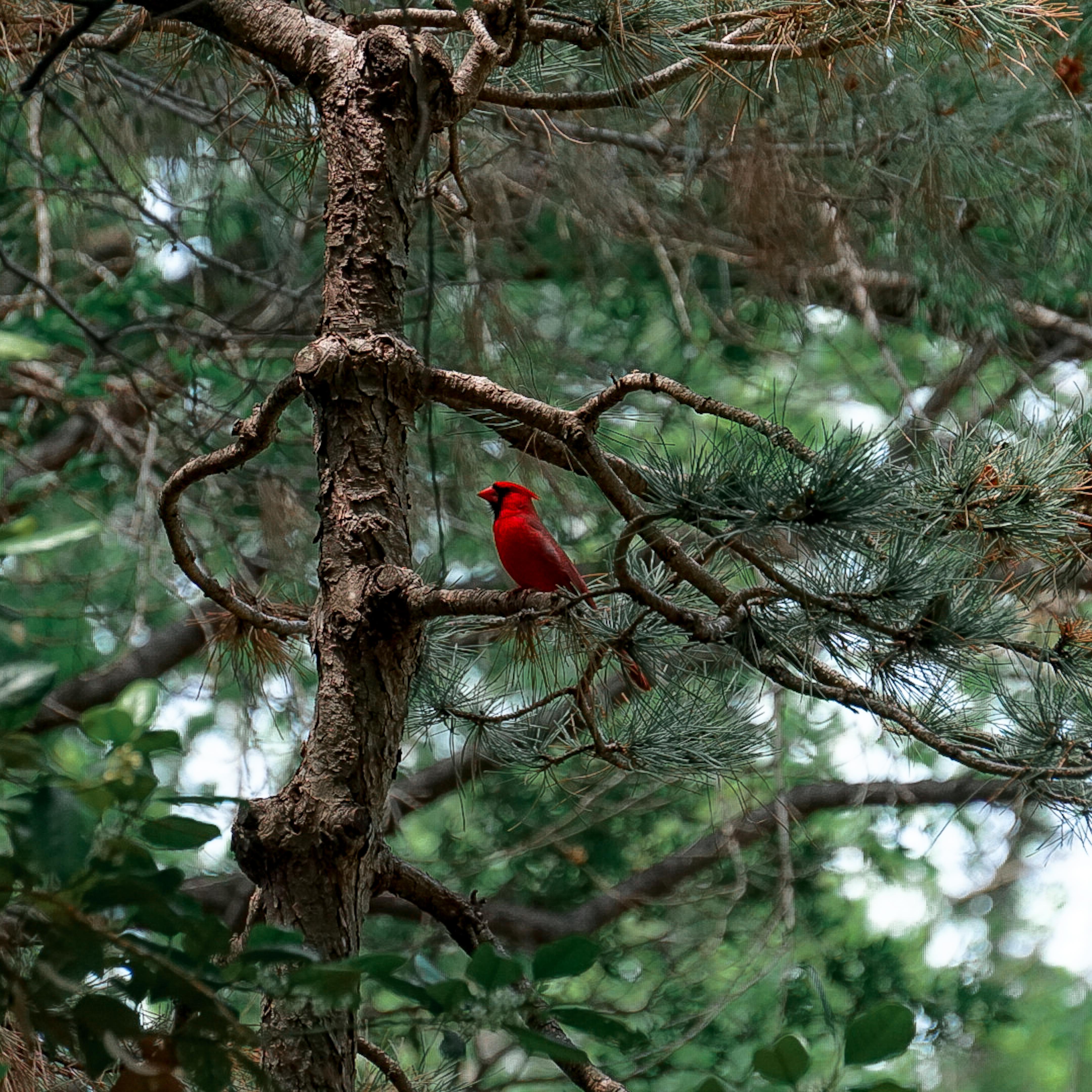 Red Cardinal | Scrolller