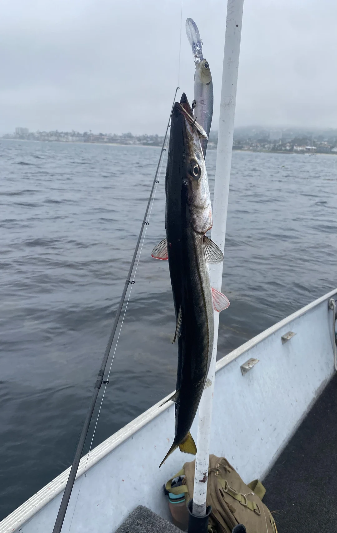 Beefy Barracuda | Scrolller