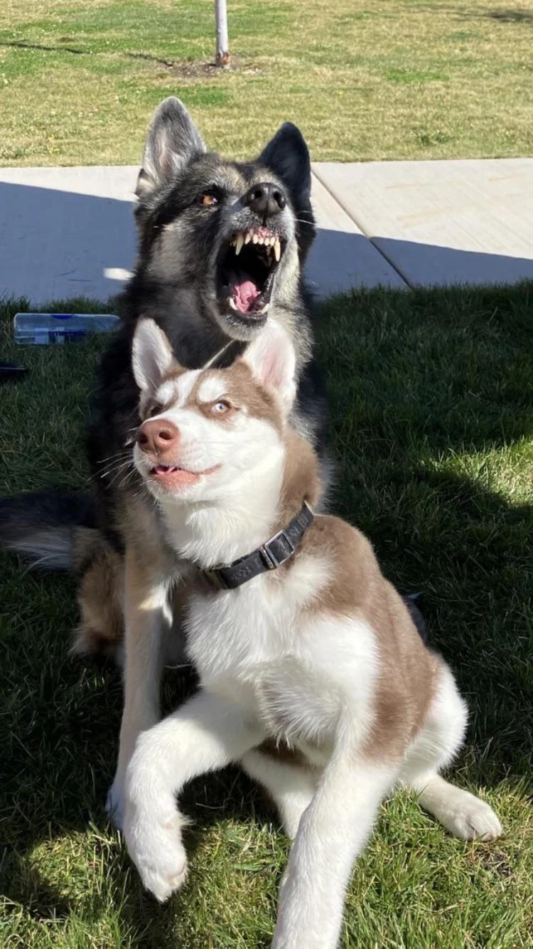 This will forever be my favorite picture of Nova (GSD/Husky/Malamute) and Saryn (Husky) | Scrolller