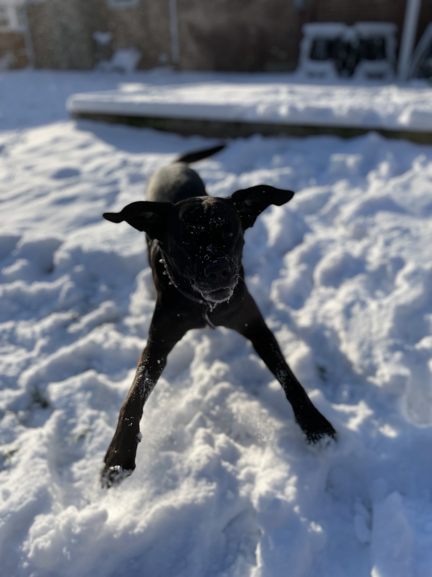 Discover more like WhatsWrongWithYourDog: Chester’s first snow of the year and he’s remembering ...