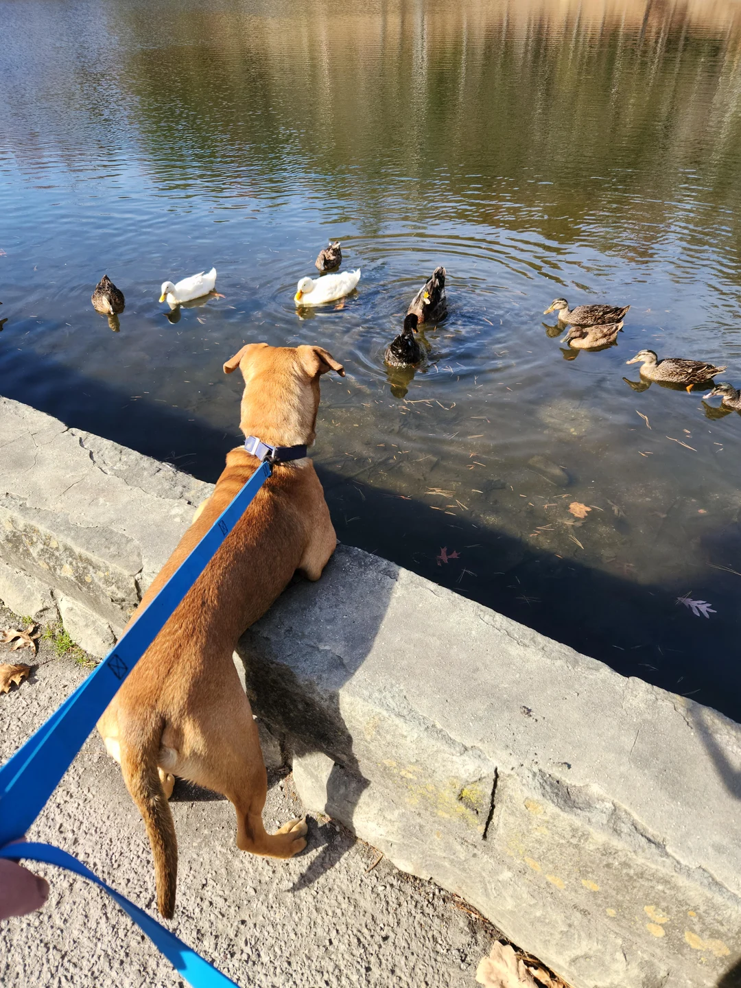 Zeus meets ducks for the first time. | Scrolller