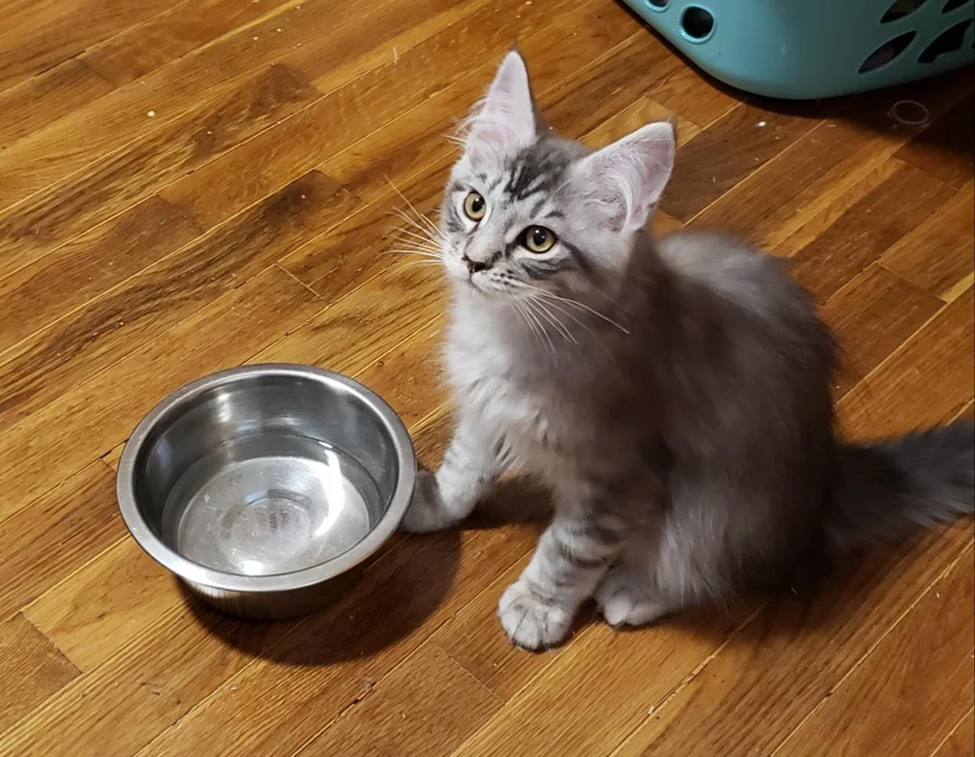 Stripey is home. | Scrolller