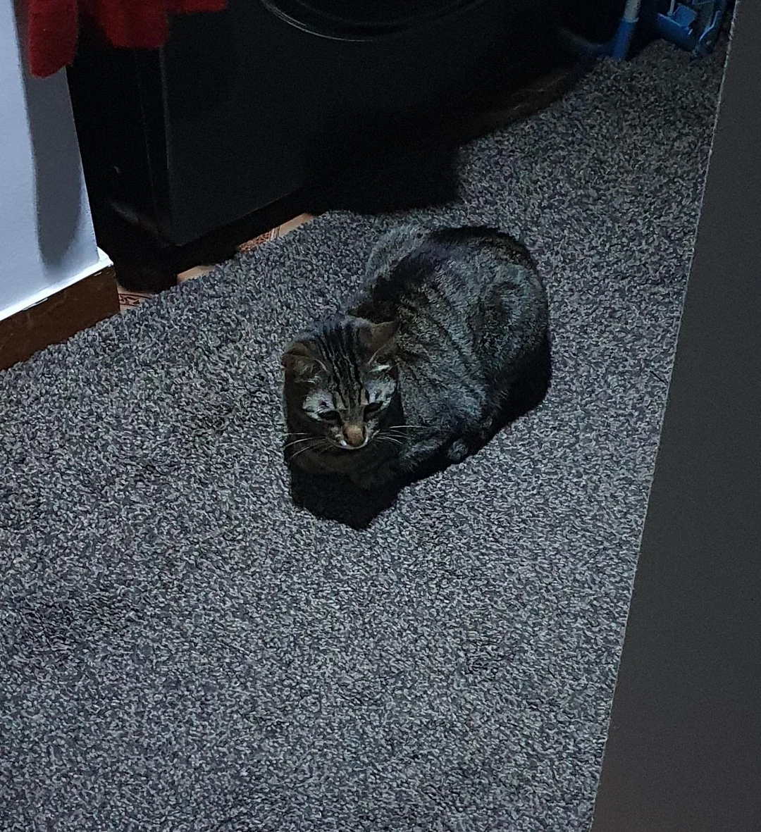 Carpet loaf | Scrolller