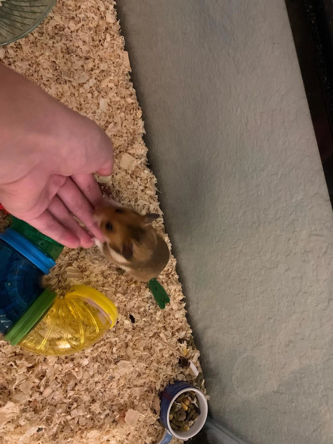 new hamster advice | Scrolller