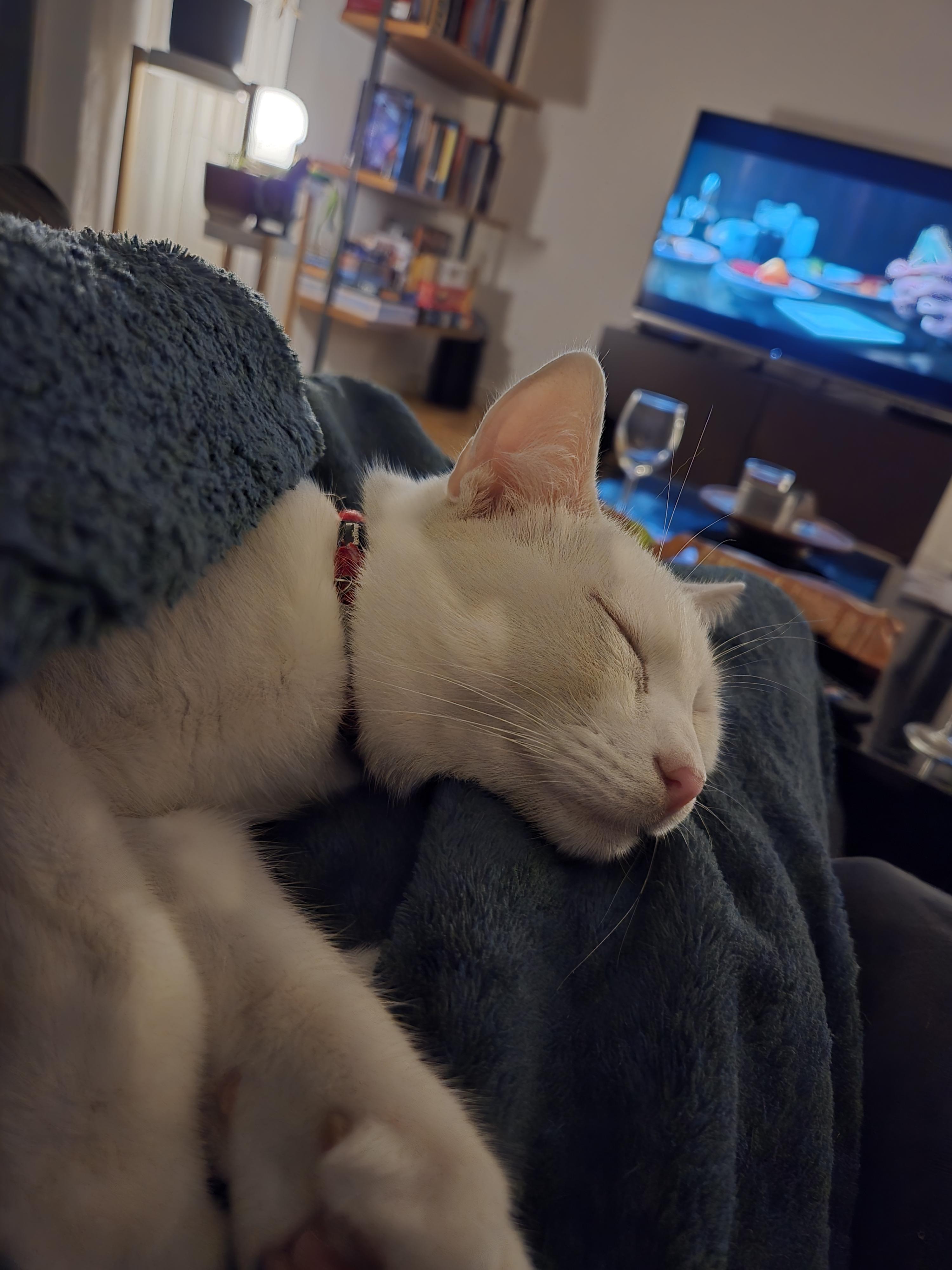 Buster Bigfoot | Scrolller