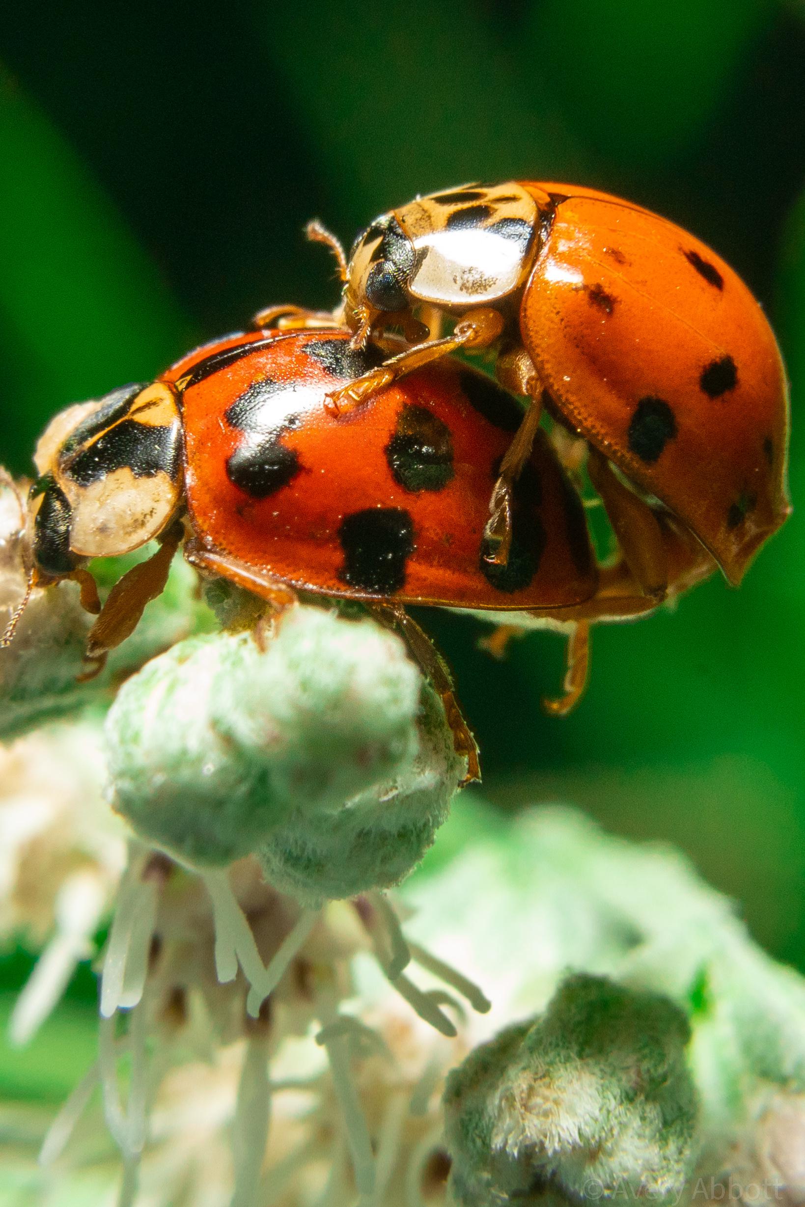 Asian lady beetles [OC] | Scrolller