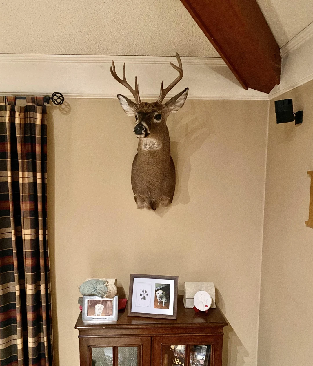 Finally got my buck taxidermy! | Scrolller
