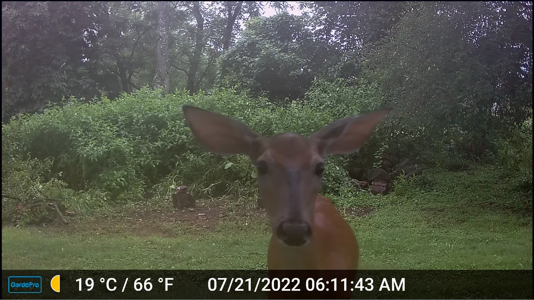 Mugging for the camera in Eastern PA | Scrolller