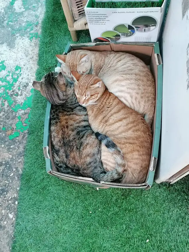 Warming up each other | Scrolller