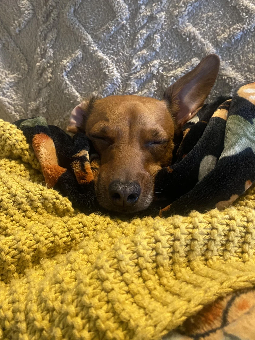 weenie acting scared randomly?? | Scrolller