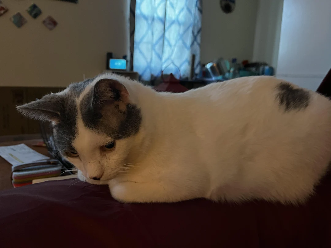 Standard white bread loaf | Scrolller