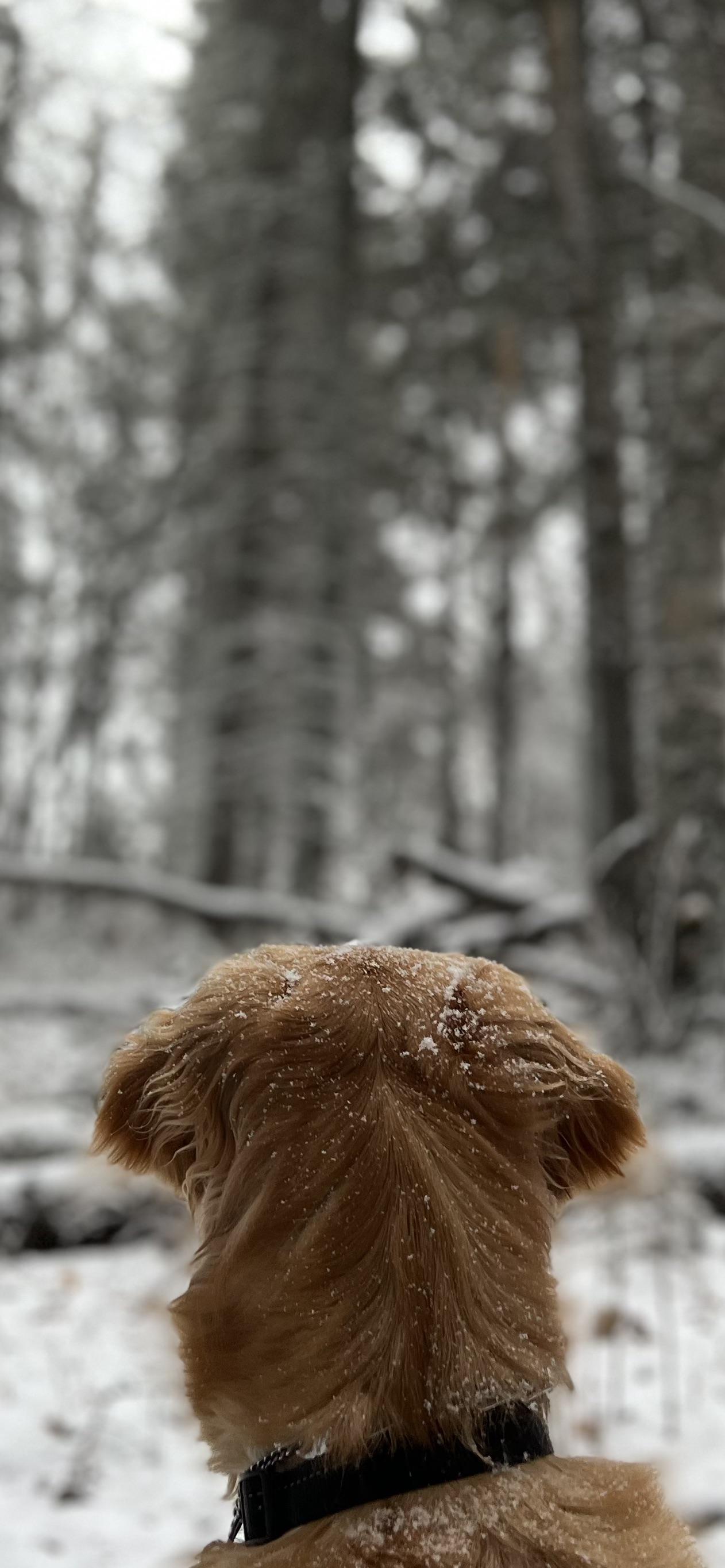 My new background | Scrolller