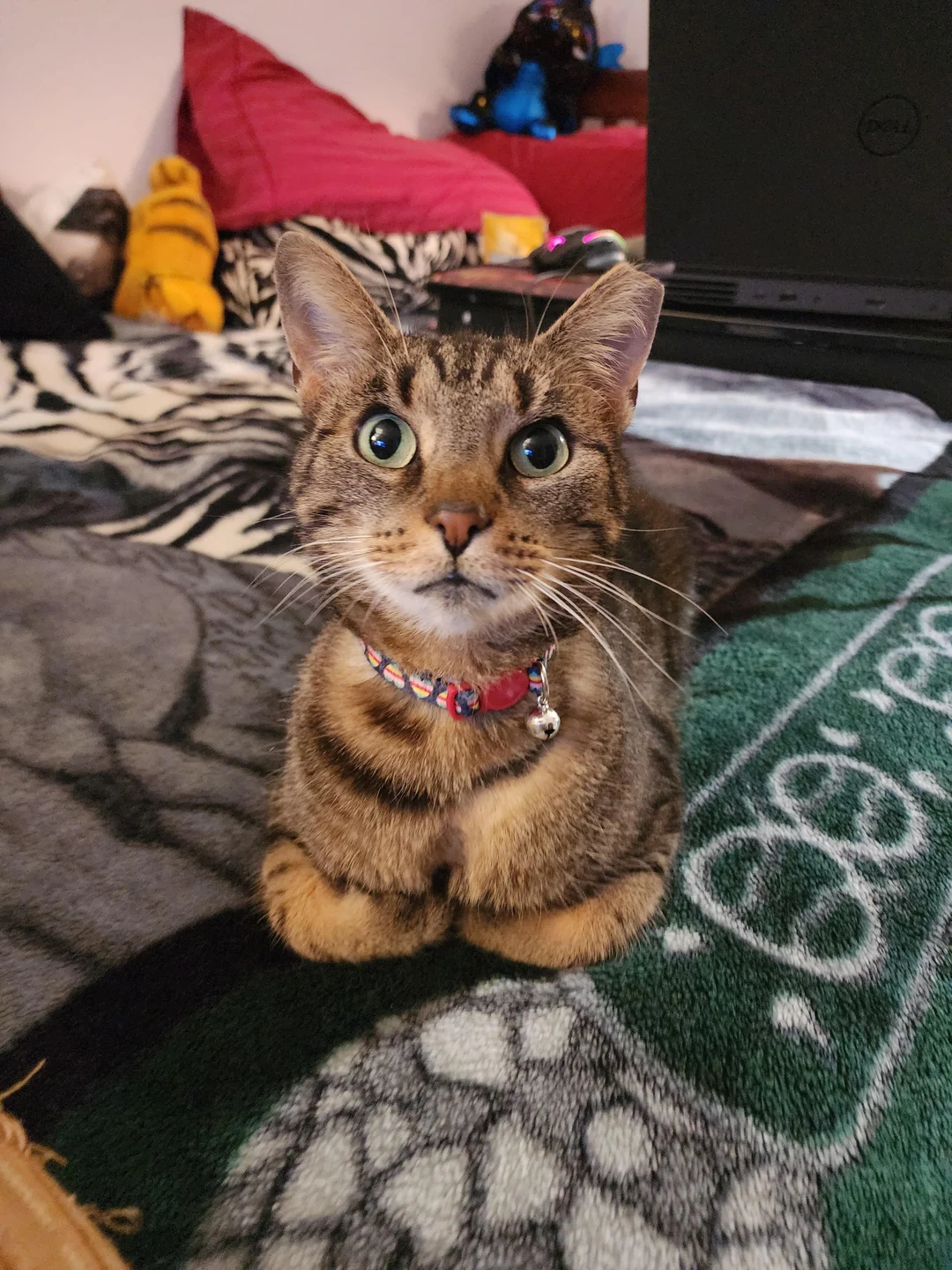 Dallas Kitty Buddy of Clan McBeans looks surprised that she achieved a perfect loaf with curled ...