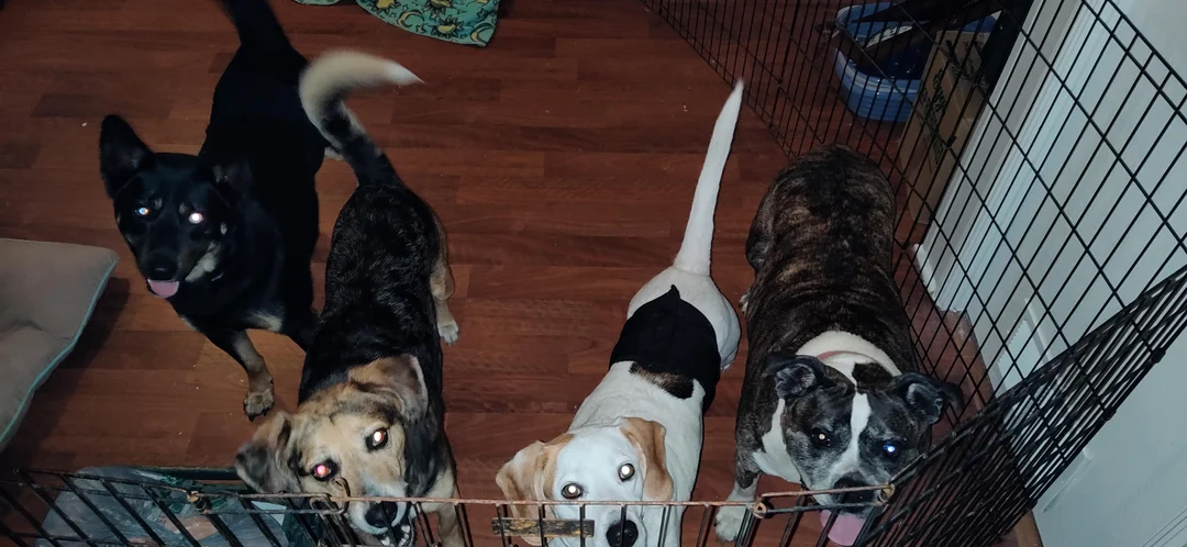 My 4 dogs. | Scrolller